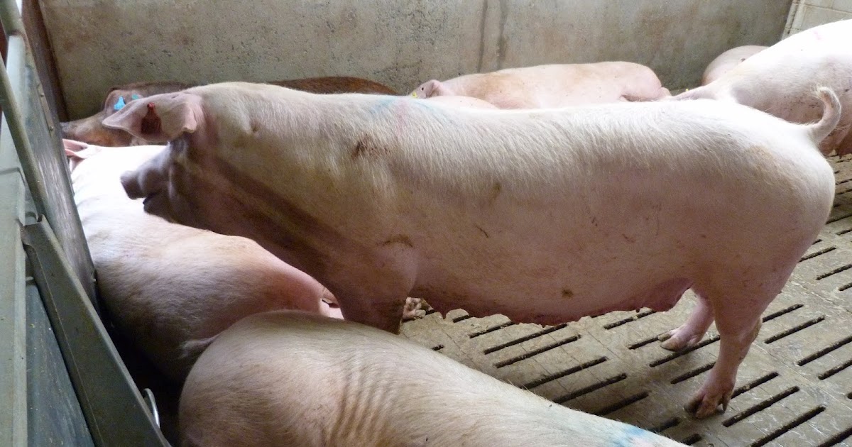 Woolshed 1: New Zealand farming. Pigs – Glossary of terms