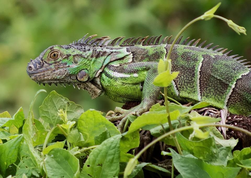 Riqueza Natural de Petén, Guatemala