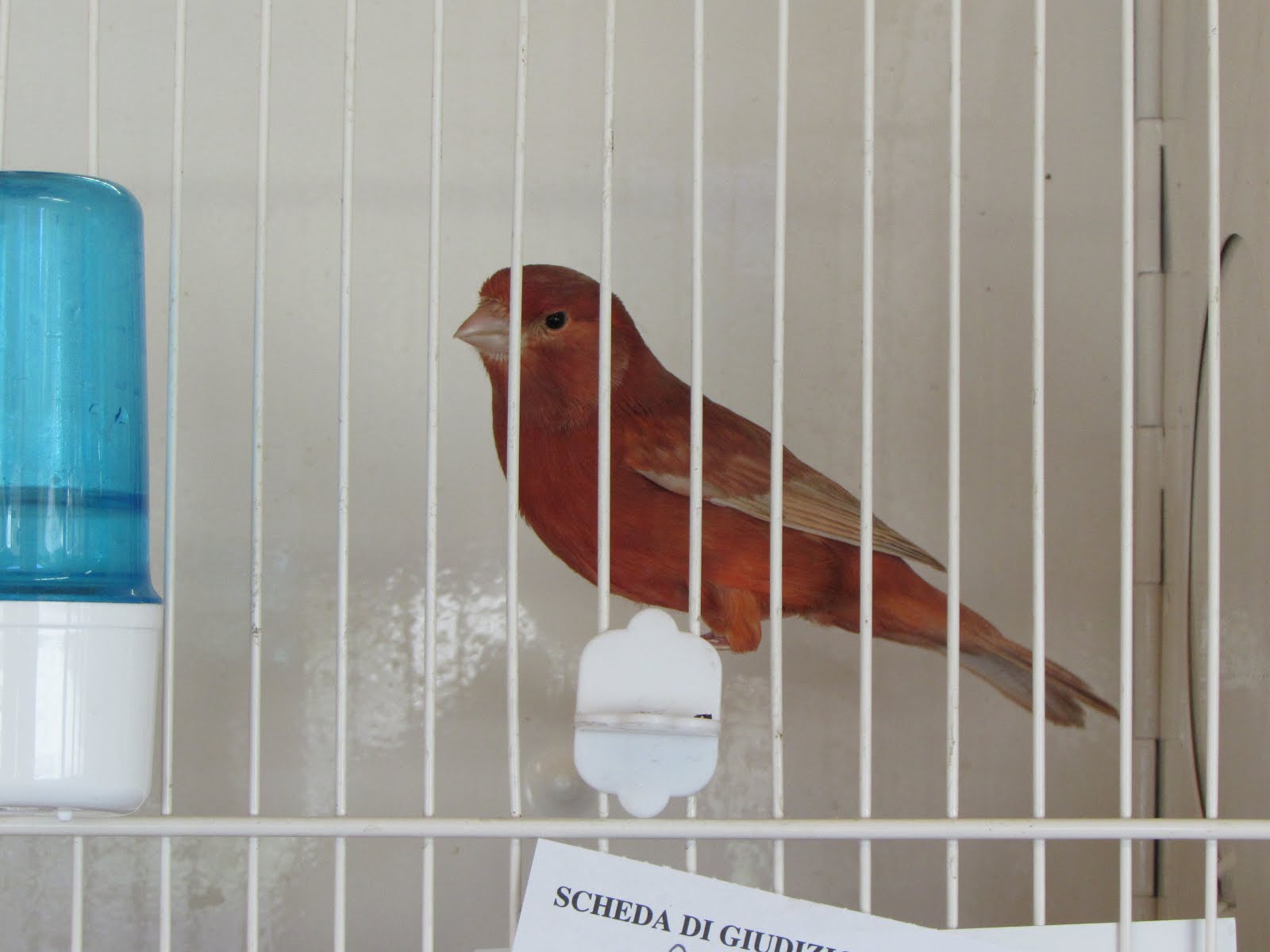 IL BRUNO PASTELLO "Allevamento Sportivo Canarini di Colore": MOSTRE 2015