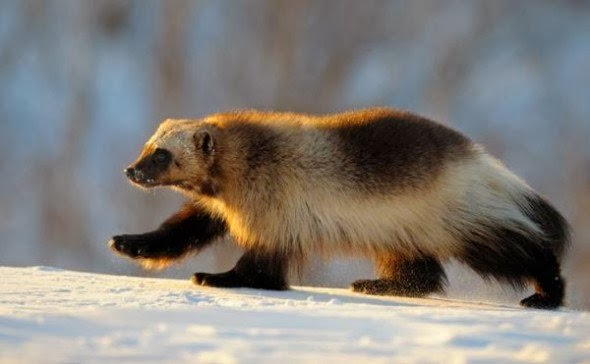 Know more about the Russian wildlife ! - Animal Info