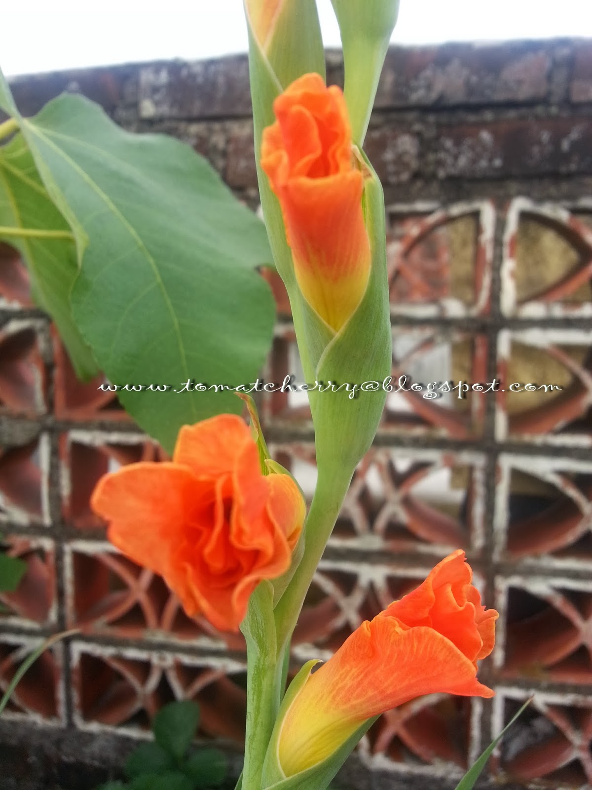 Tomat Cherry: Bunga Gladiol