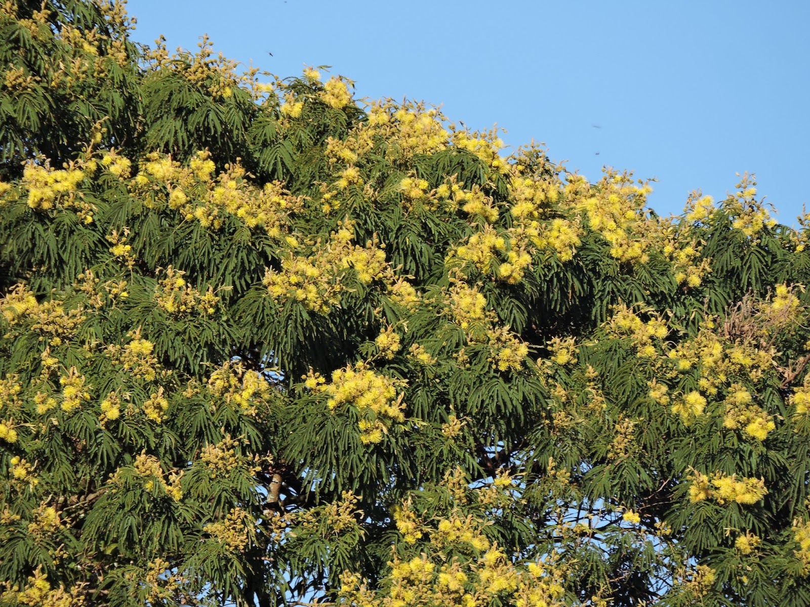 Fabaceae - Leguminosae no Brasil: Fabaceae - Mimosa scabrella Benth ...