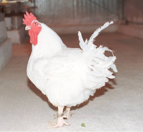 Blog DUADÊ: O que é um Chester?