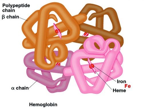Pediatrics Notes: Physiology Of Hemoglobin