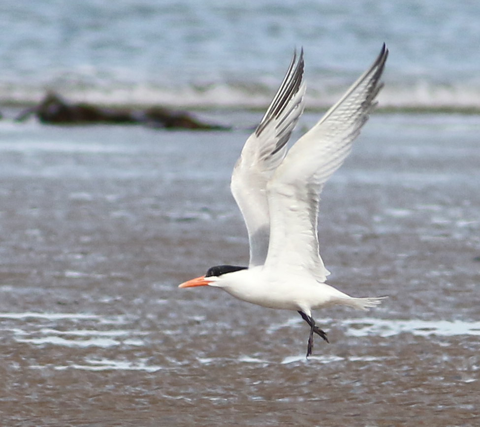 Kerry Birding: Royal Tern... a first for Kerry