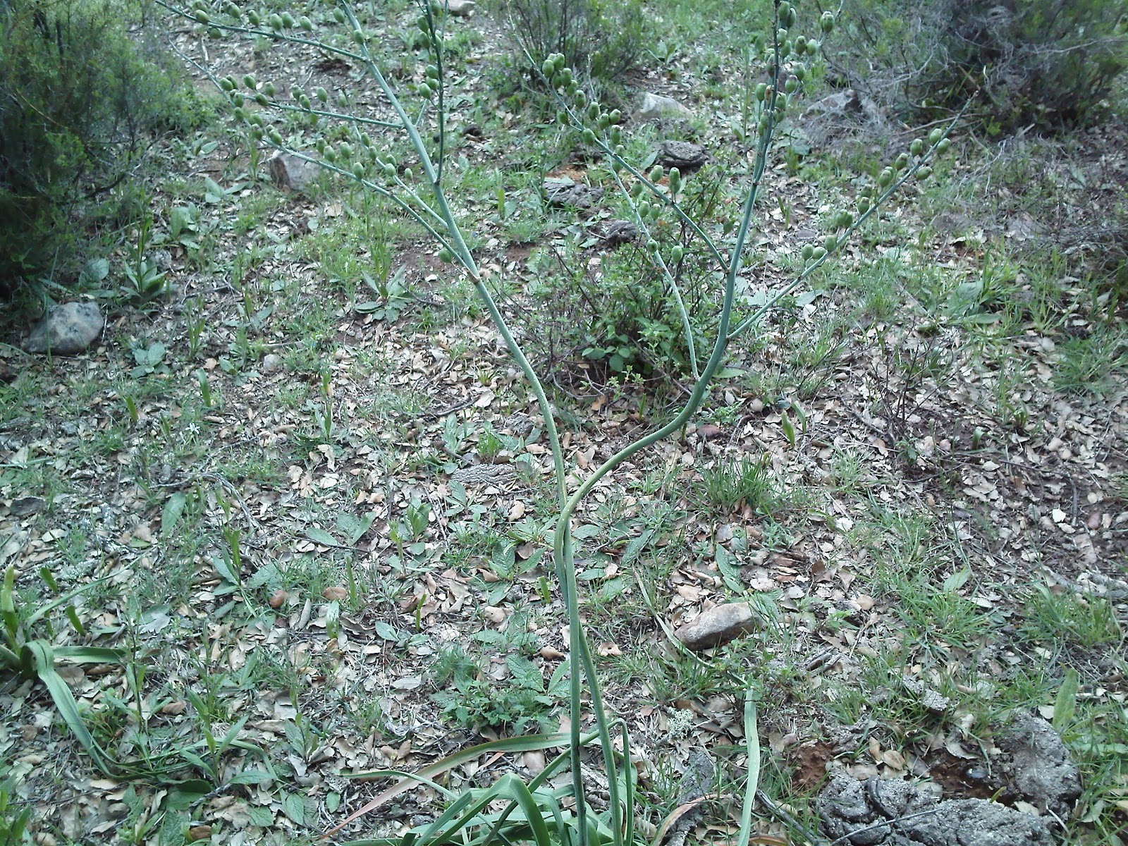 Manuel Cabello y Esperanza Izquierdo: "El blog de Ocurris". "Ubrique en ...