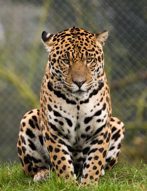 Chipster63 Photography: Meet Napo