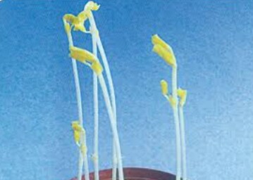 Ciri-Ciri Tumbuhan Yang Mengalami Etiolasi - Mengenal Ciri - Ciri