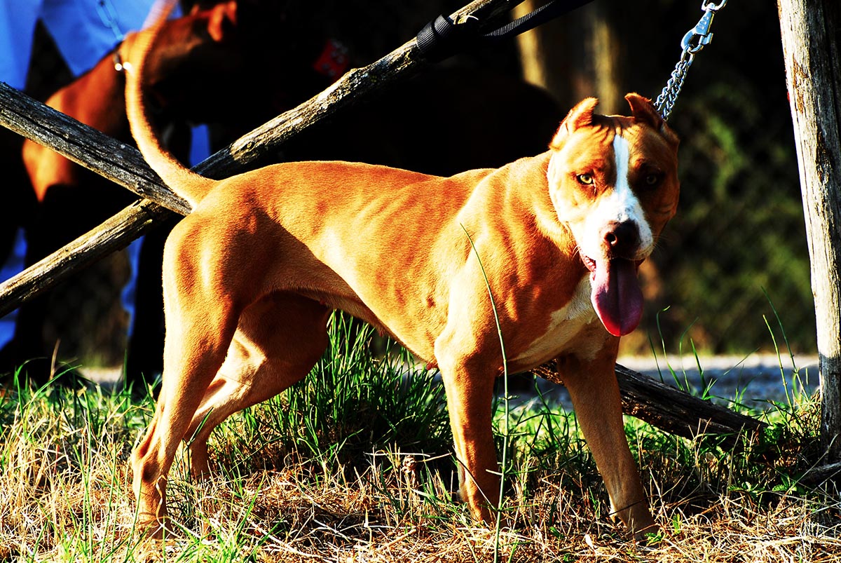 Doggy doggy | Trails of Light | Elisabetta Gazziero photographer