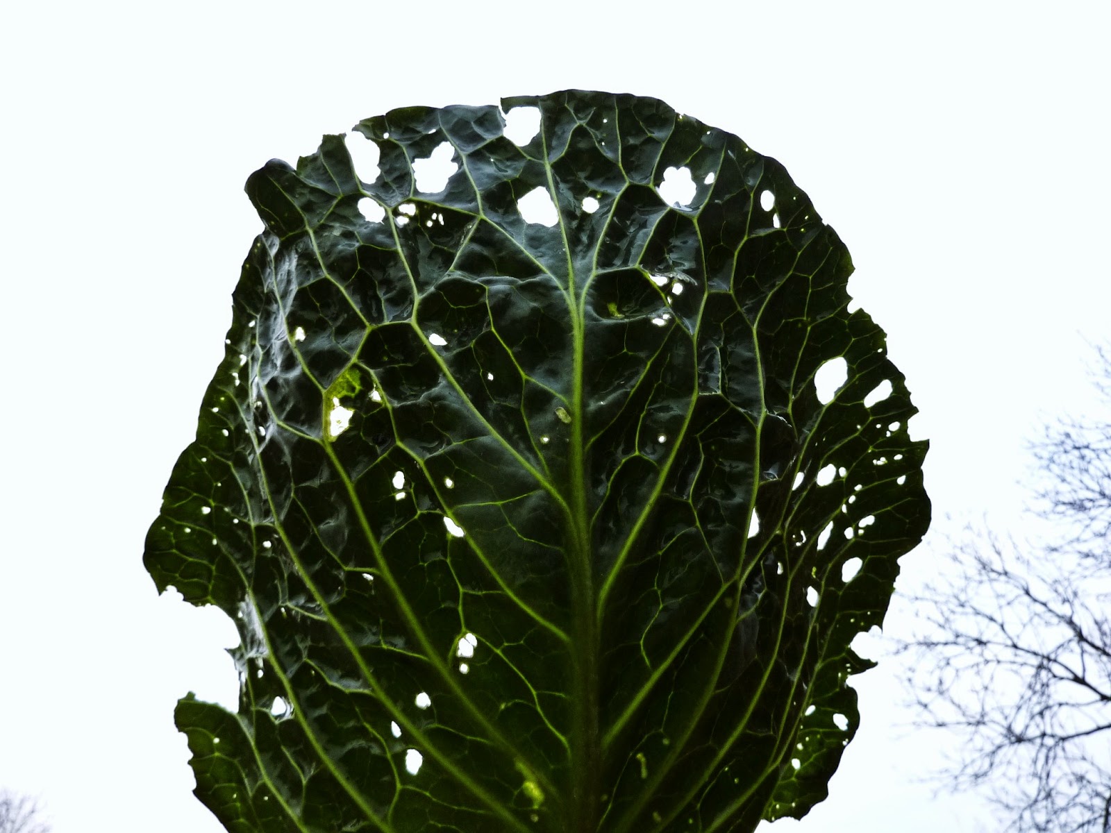 DE GULLE AARDE: de geneeskracht van kool