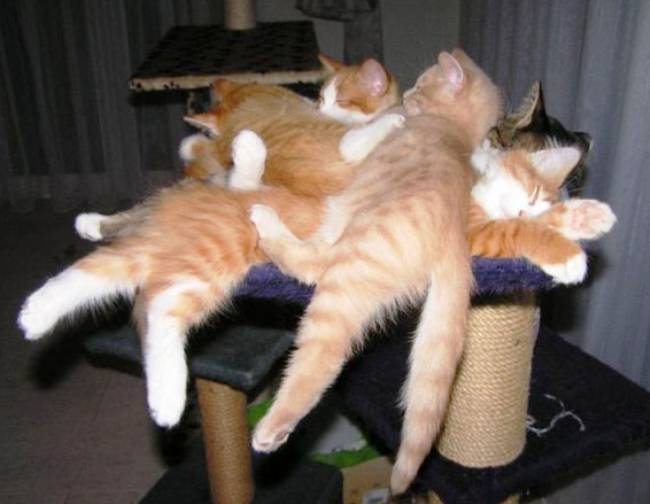 Cute animal pictures (part 1)