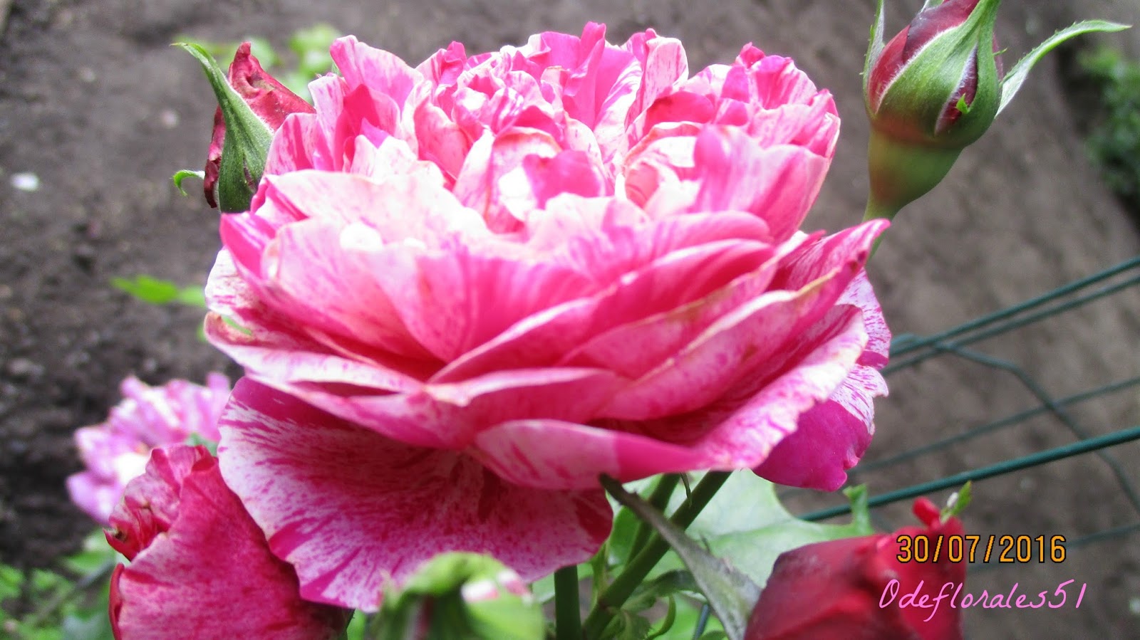 Beautés Florales : Rosier grimpant Ines SASTRE