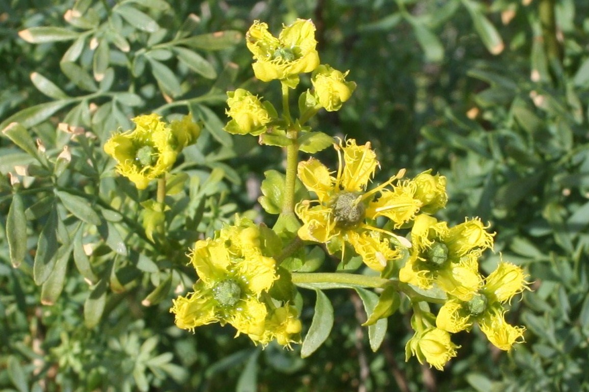 Plantas: Beleza e Diversidade: Arruda (Ruta chalepensis)