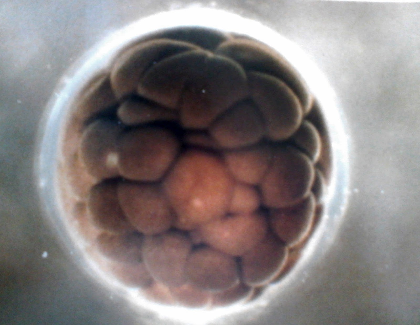 Perkembangan Katak: Blastulasi pada Katak