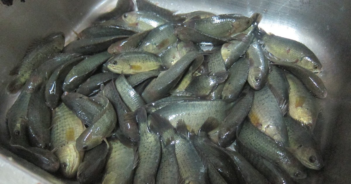 PHOTOGRAPHY, SNAP AND SHARE: ikan puyu yang ku pancing.