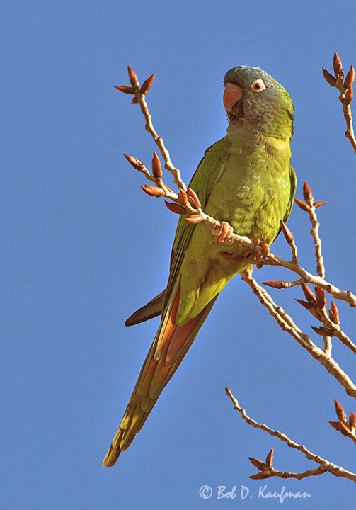 TWO BIRDERS TO GO: The Parrots of Southern California