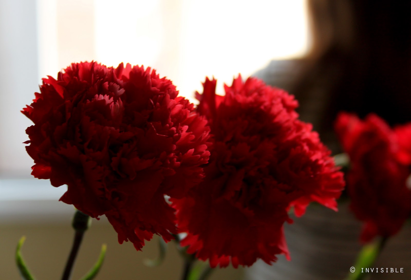 Invisible SLG Photos: Claveles Rojos