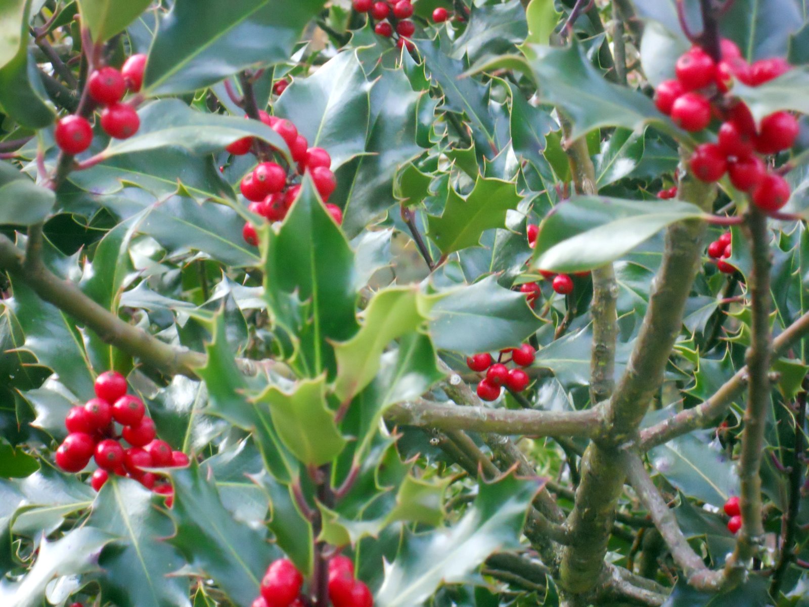 AU FIL DU TEMPS....: HOUX