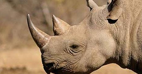 Carlos Alvarez Esquivel: Biotech Firm 3D Prints Fake Rhino Horn That's ...