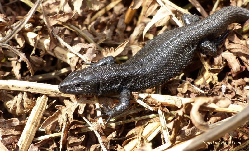 East Sussex Wanderer: Melanistic Lizard