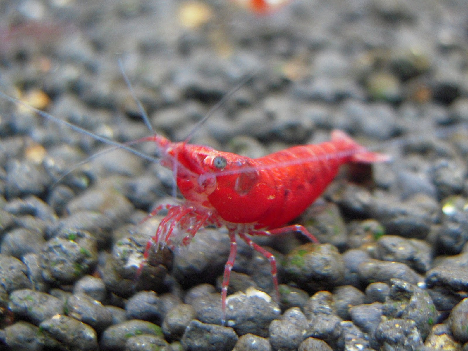 Crystal Red Shrimp: A Single Show --- Painted Fire Red Shrimp