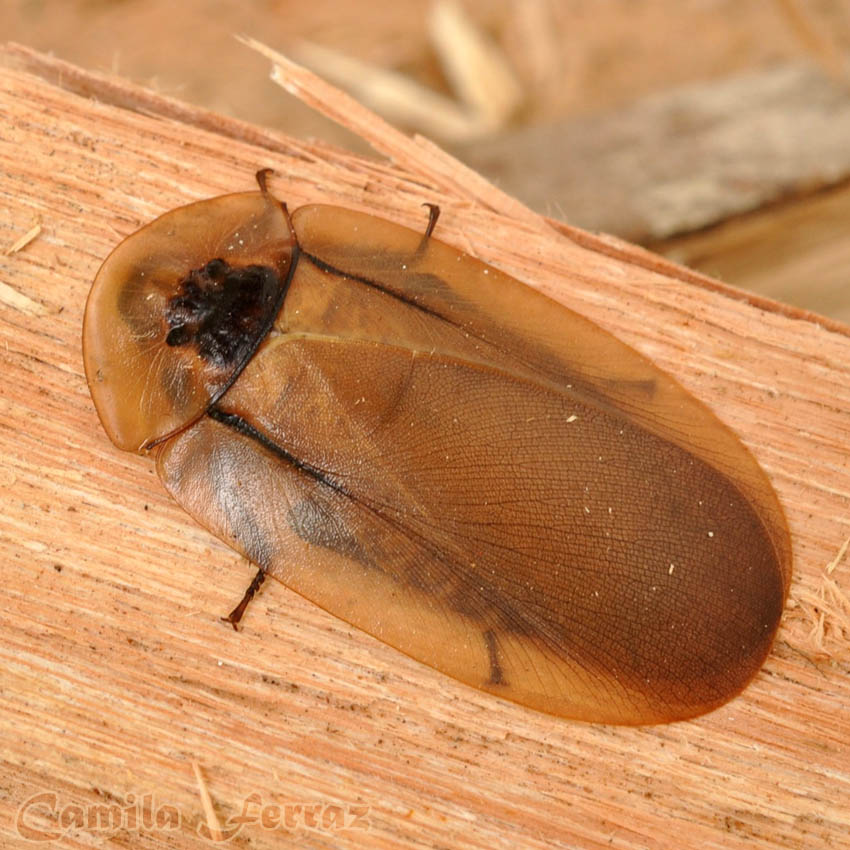 Insetologia - Identificação de insetos: Barata Gigante Monachoda em São ...