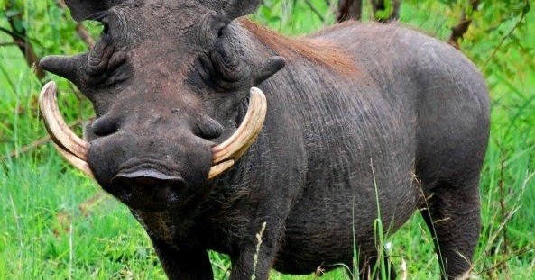 திருத்தம் பொன்.சரவணன்: சங்க இலக்கியத்தில் விலங்கியல் - 2 - பன்றி