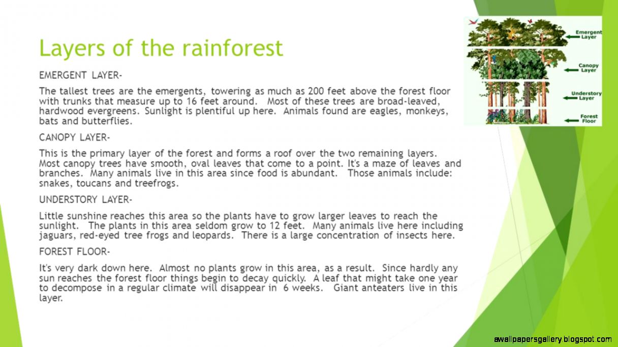 Rain Forest Facts | Wallpapers Gallery