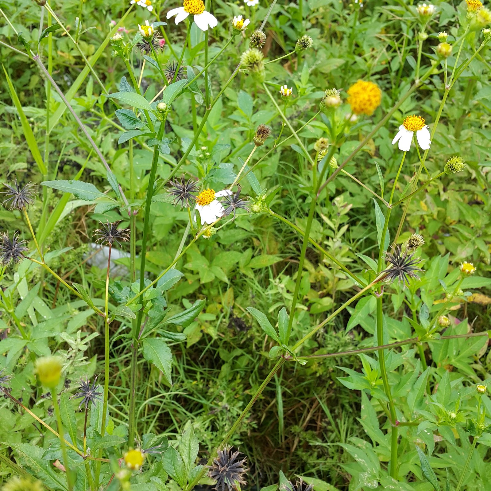 "Verdade//aspas" : 👪 Asteraceae (Bidens pilosa)