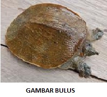 Irena Jodie: Khasiat dan manfaat minyak Bulus