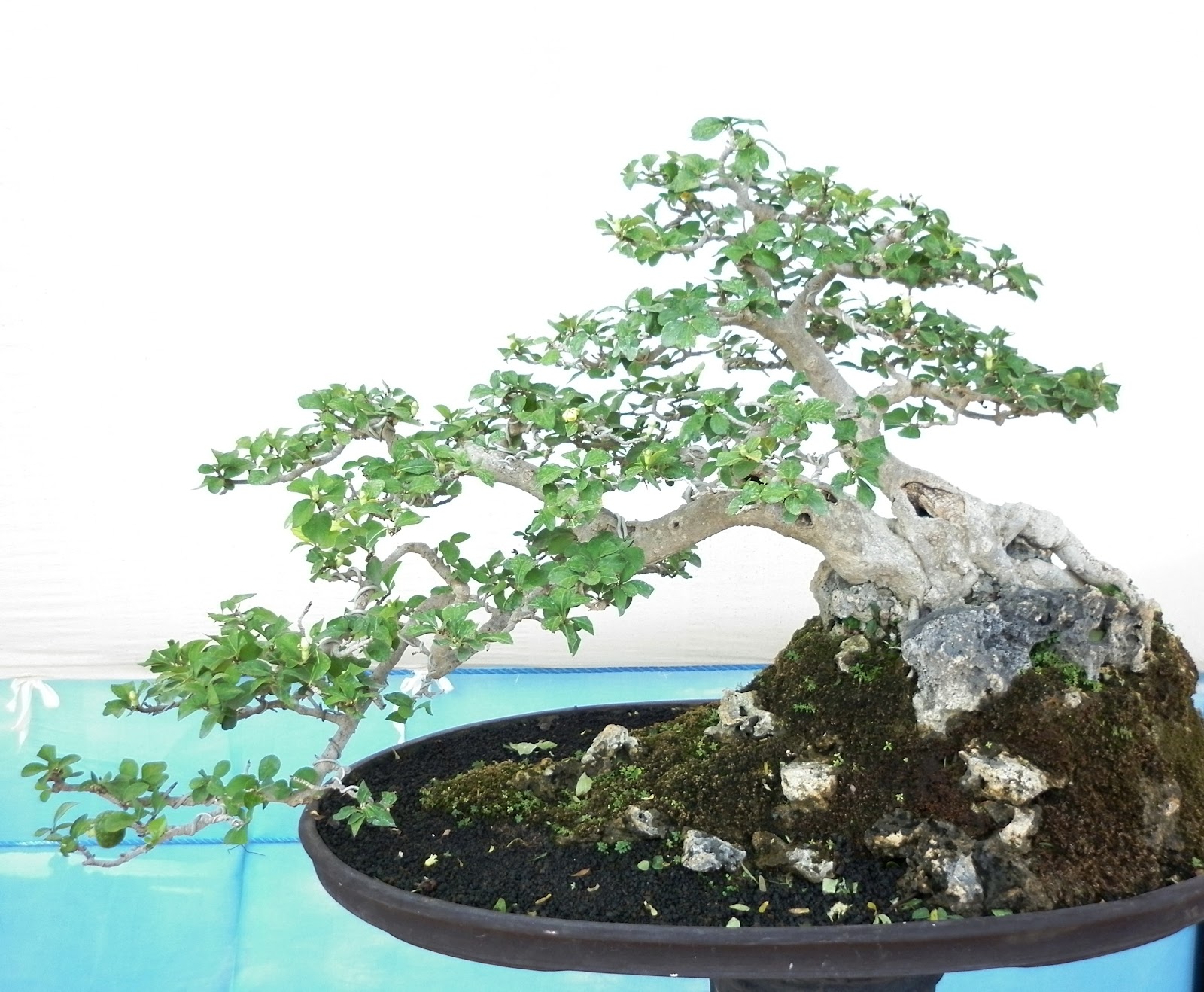 Bonsai Di Atas Batu (03) | Bonsai Tuban
