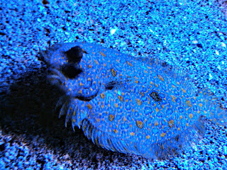 Ocean Center Video And Photos