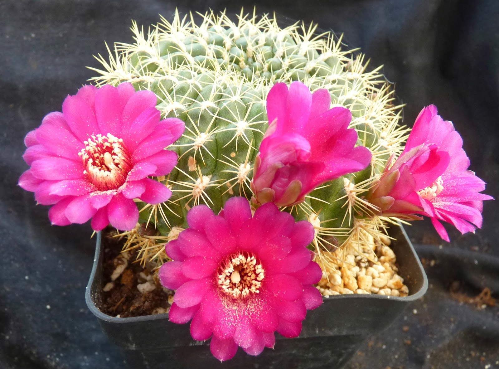 Rebutia, Aylostera y Weingartia: Weingartia purpurea Donald & Lau ...