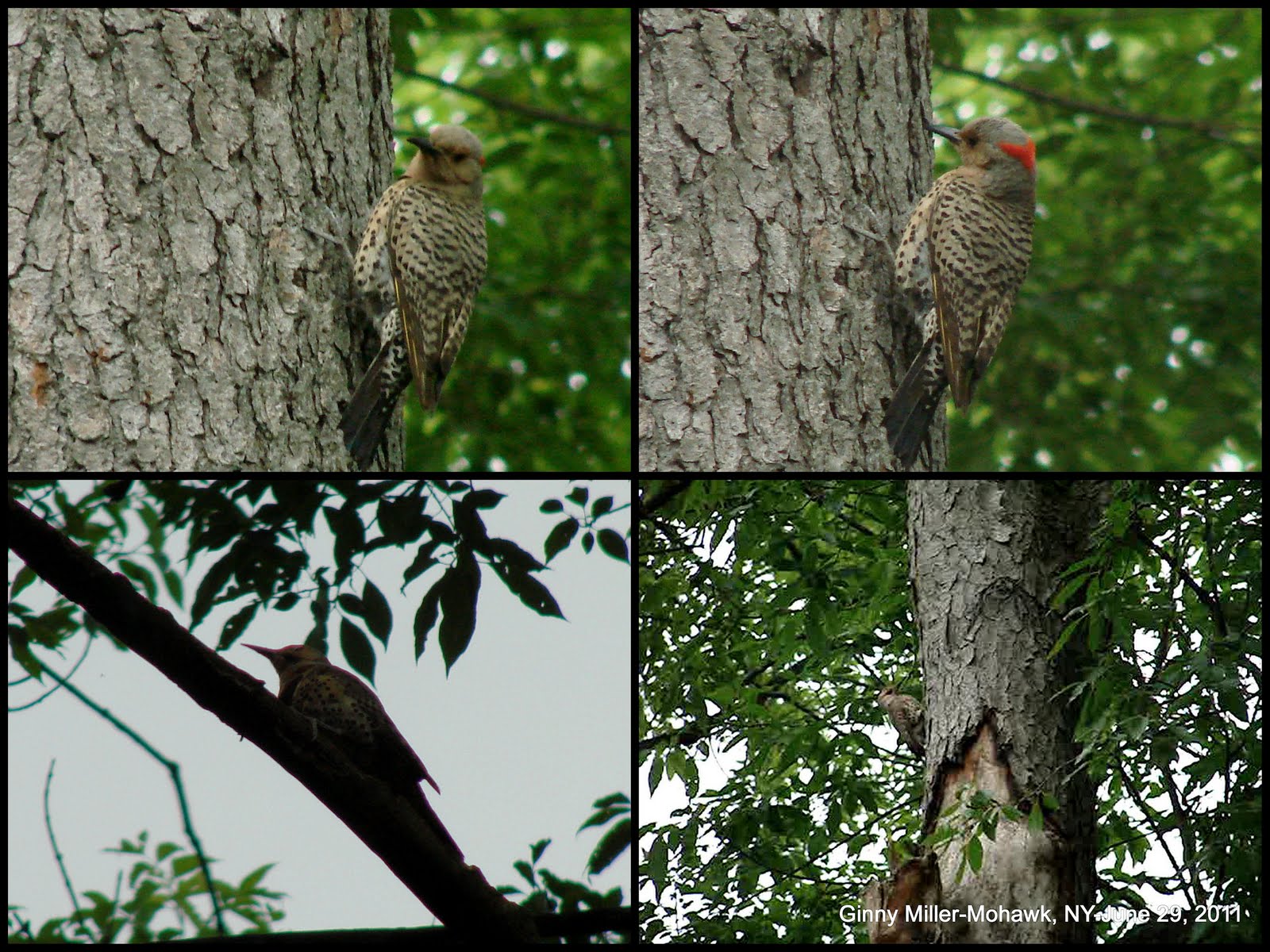 Photography By Ginny: June 28th-29th-2011-Woody-Granny-Legless Squirrel ...