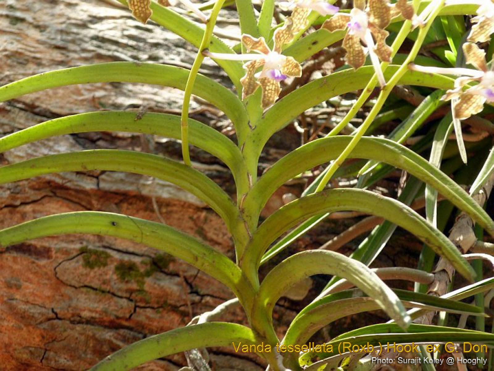 Medicinal Plants: Vanda tessellata