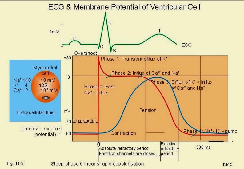 Tutor's Notes: general, cardiovascular, respiratory and renal ...