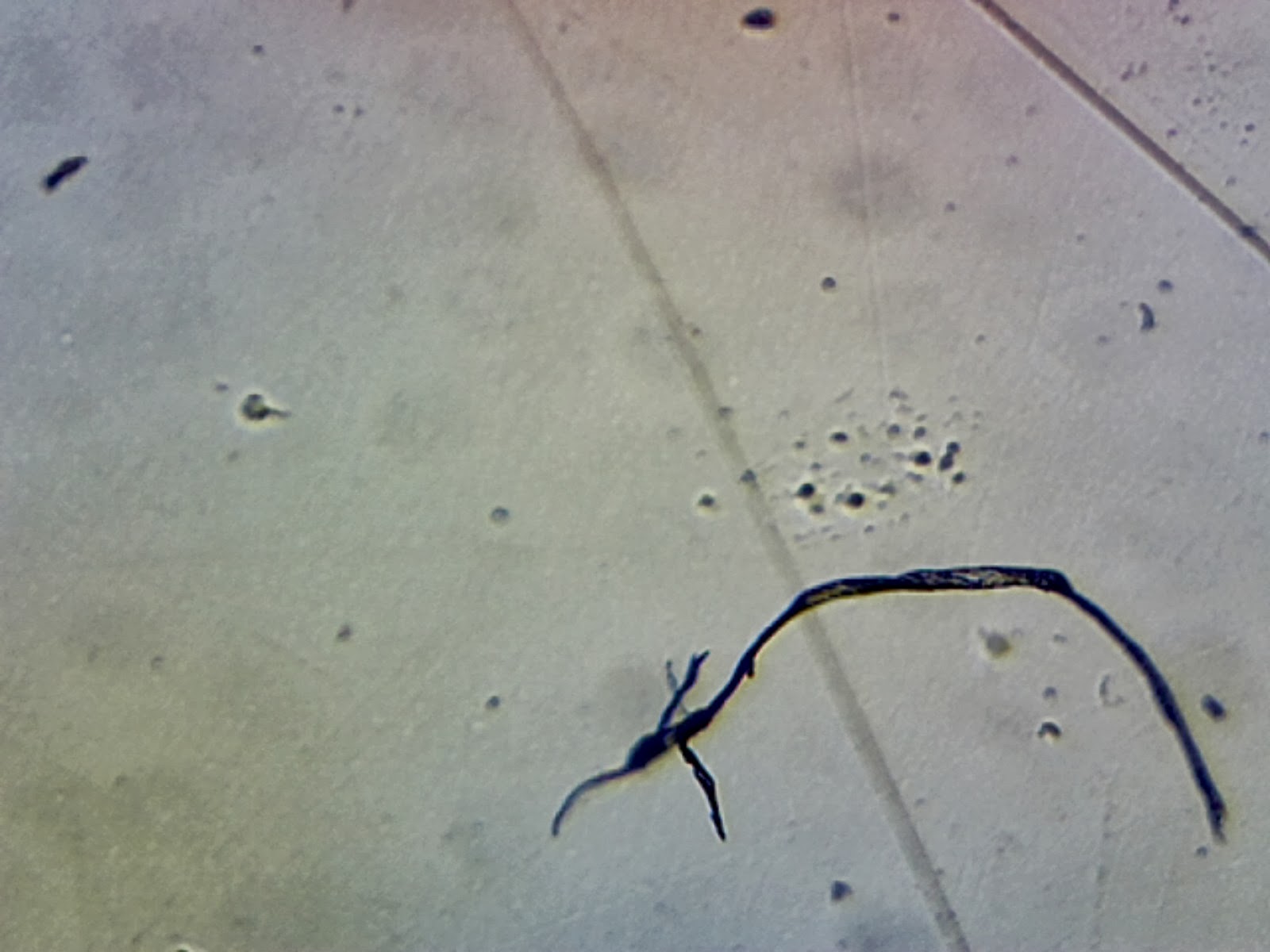 Biology Photos: Rain water