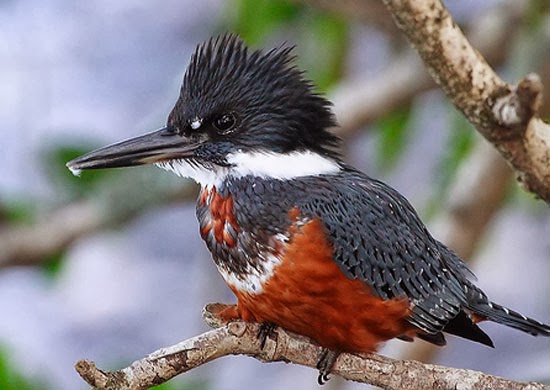 EL MAJESTUOSO RIO PARANA: AVES DEL DELTA DEL PARANA
