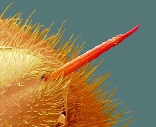 La Familia de la Apicultura - The Beekeeping Family: Macro Fotografía ...