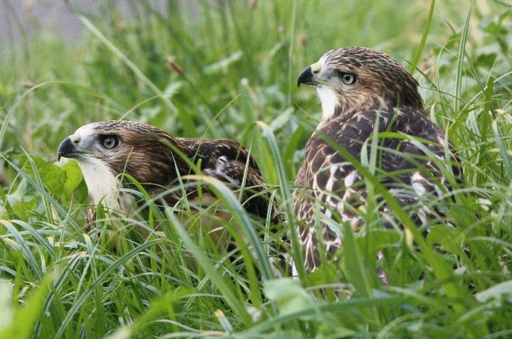 Hawkwatch at the Franklin Institute: Weekend hawk frolic
