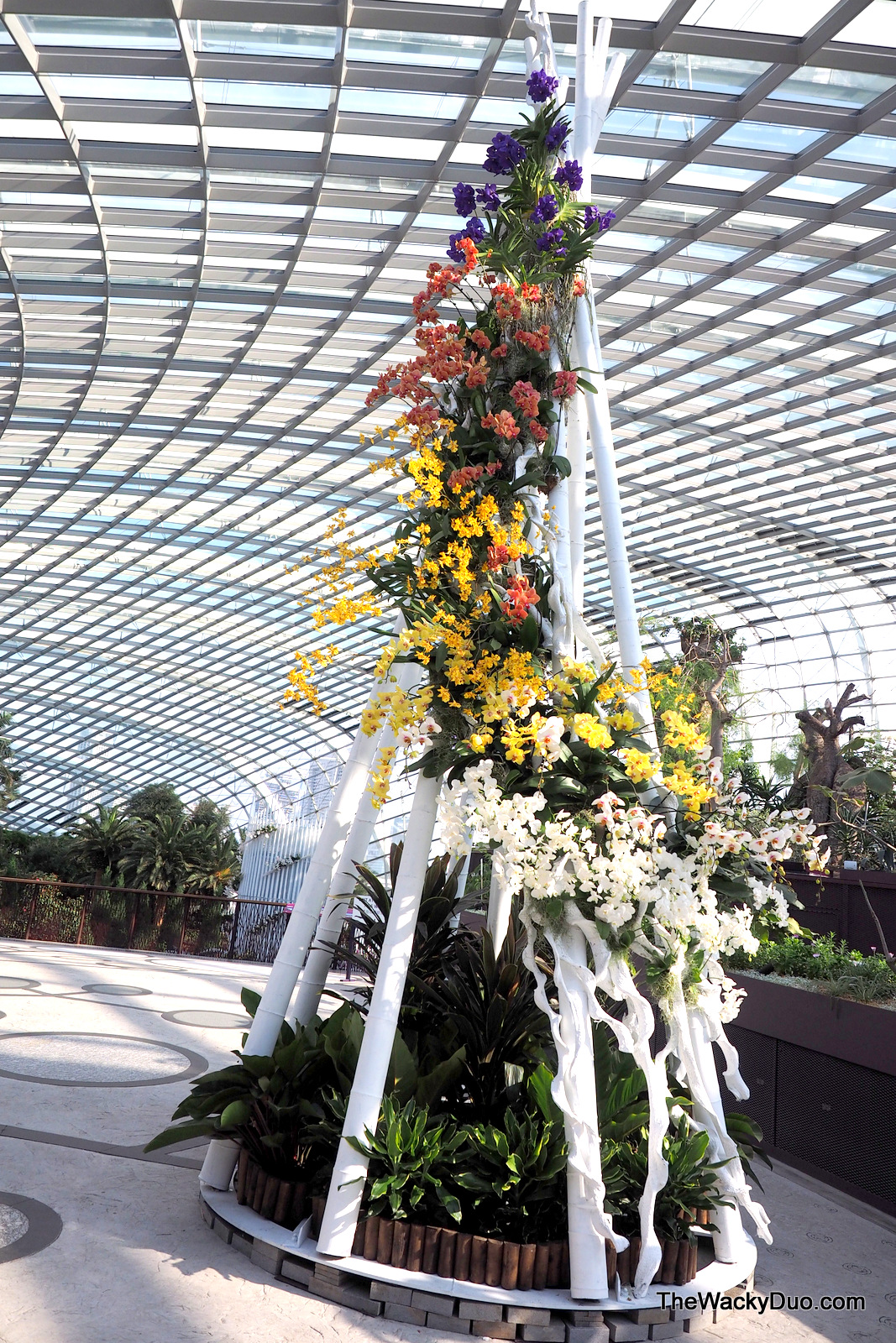 Orchid Extravaganza @ Flower Dome - TheWackyDuo.com - Singapore ...