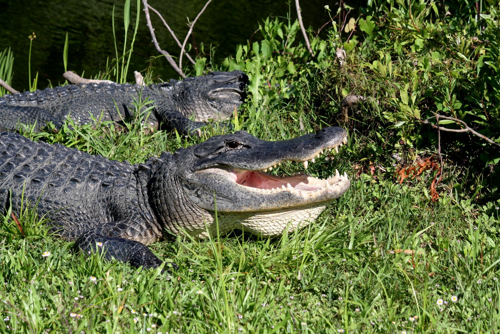Ice and Snow: The Everglades: threatened wilderness