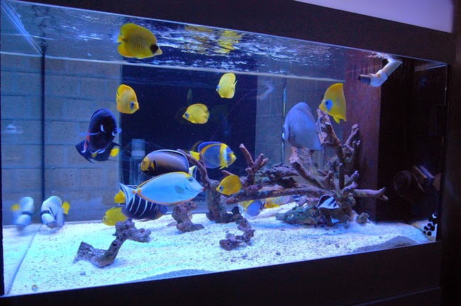 Jenis-jenis Akuarium | Akuariyom