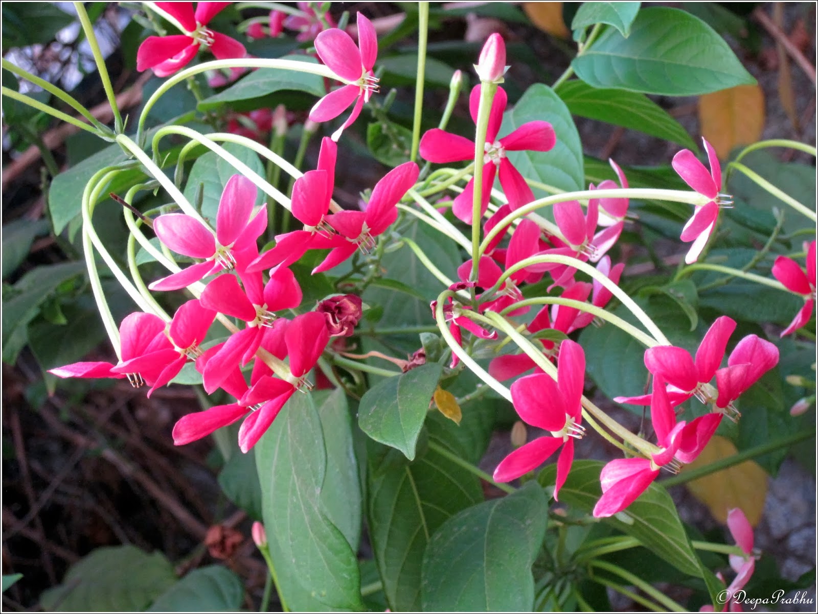 Pink cassia flower/ Madhu Malti flower - Random Photography