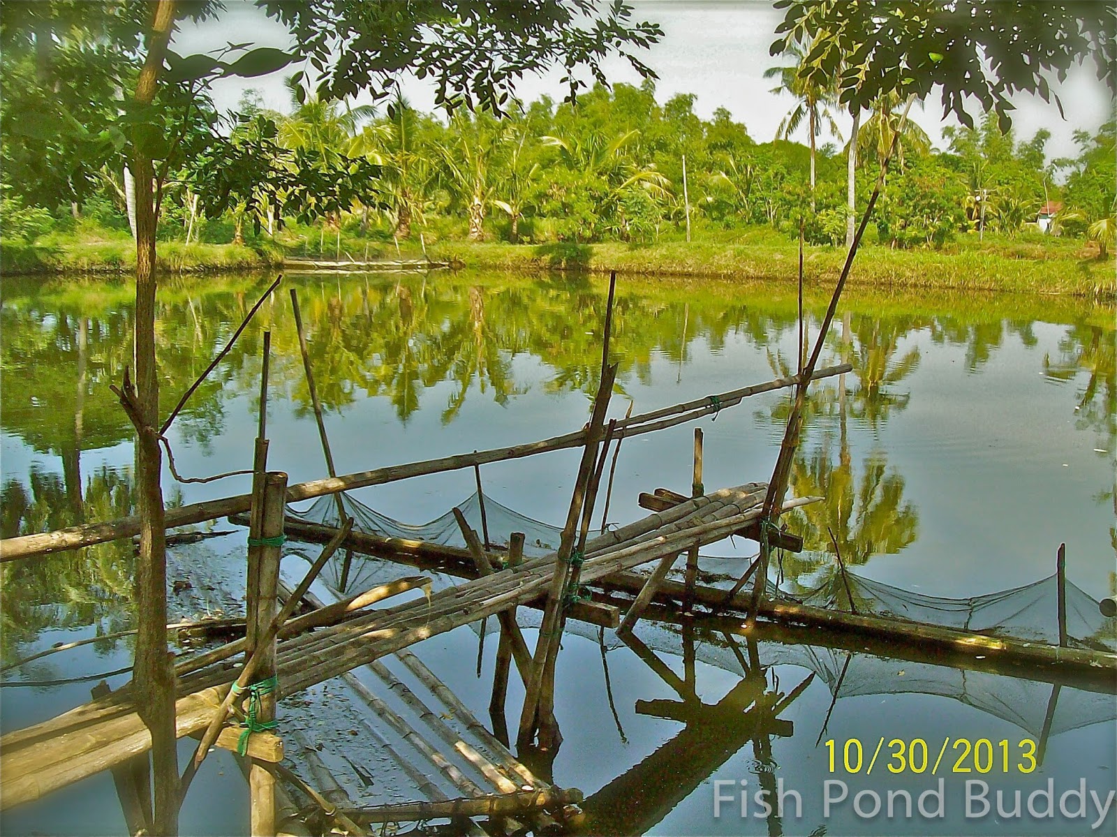 Fish Pond Buddy: About Me