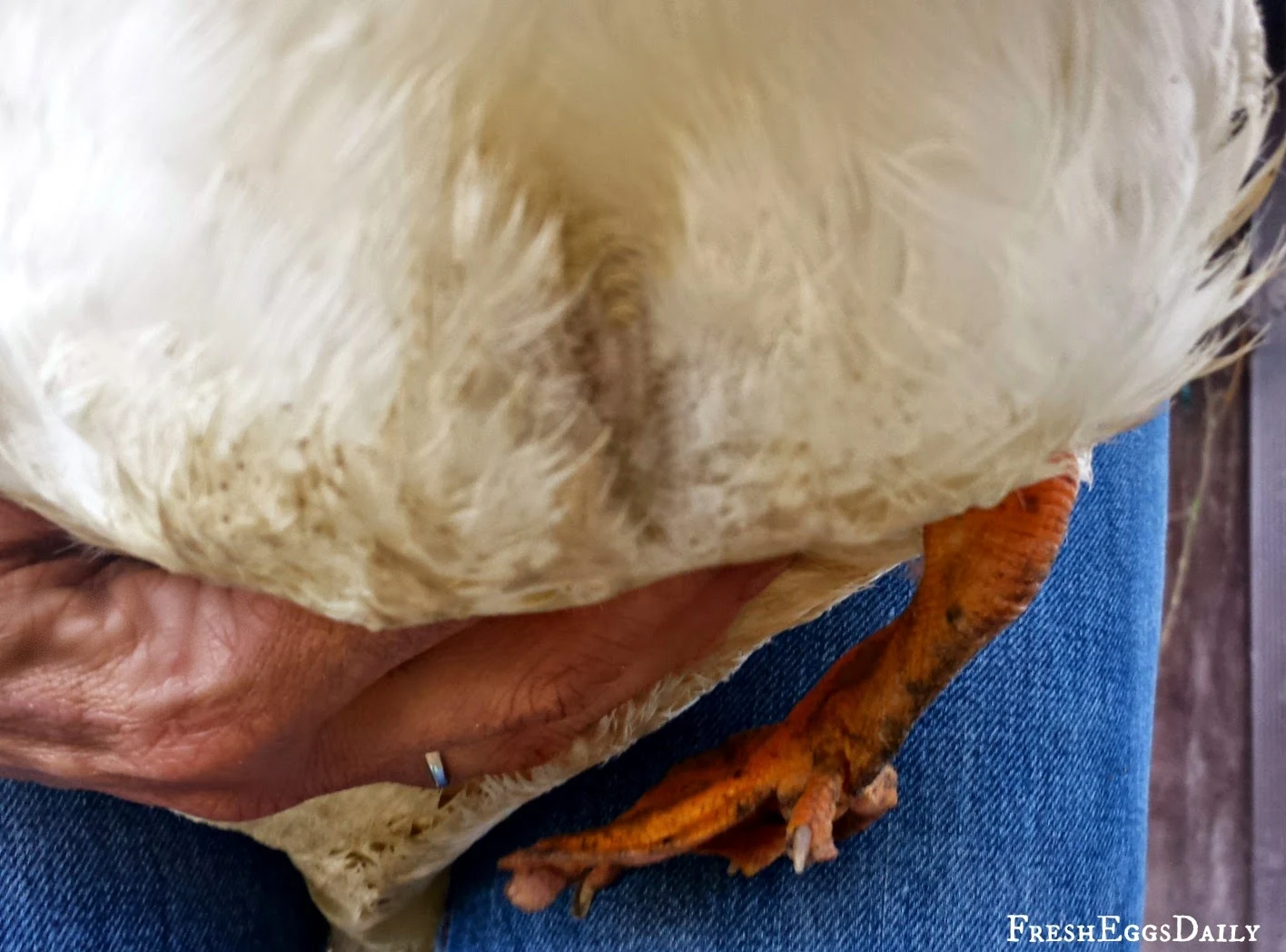 Treating Vent Prolapse in Chickens and Ducks - Fresh Eggs Daily® with ...