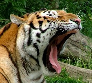 CyberSmokeBlog.blogspot.com: The Canadian Justice Review Board a lame ...