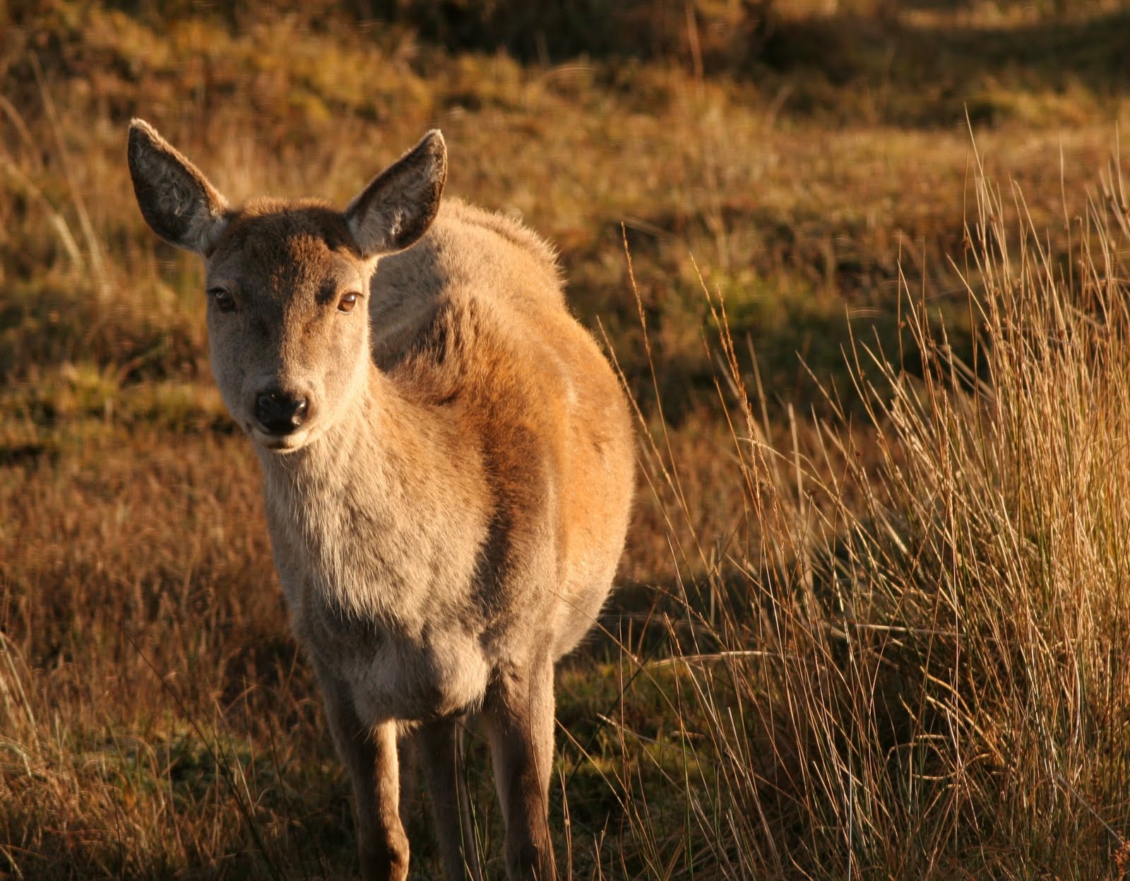 Islay Natural History Trust: Scottish deer consultation begins