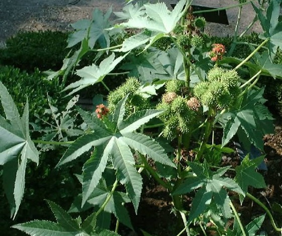 Jarak (Ricinus communis) - Coretan Seorang Anak Manusia