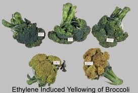 Horticulture - Plant identification, Care and Maintenance: Ethylene